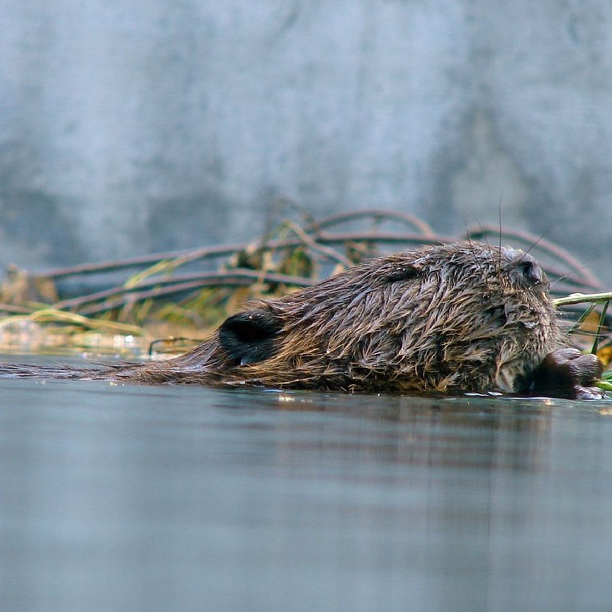 Chris Natuurlijk van 27 januari : Paartijd voor de bever - Rijnmond