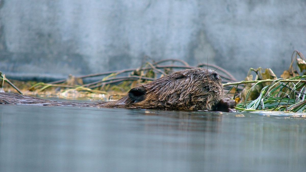 Chris Natuurlijk van 27 januari : Paartijd voor de bever - Rijnmond