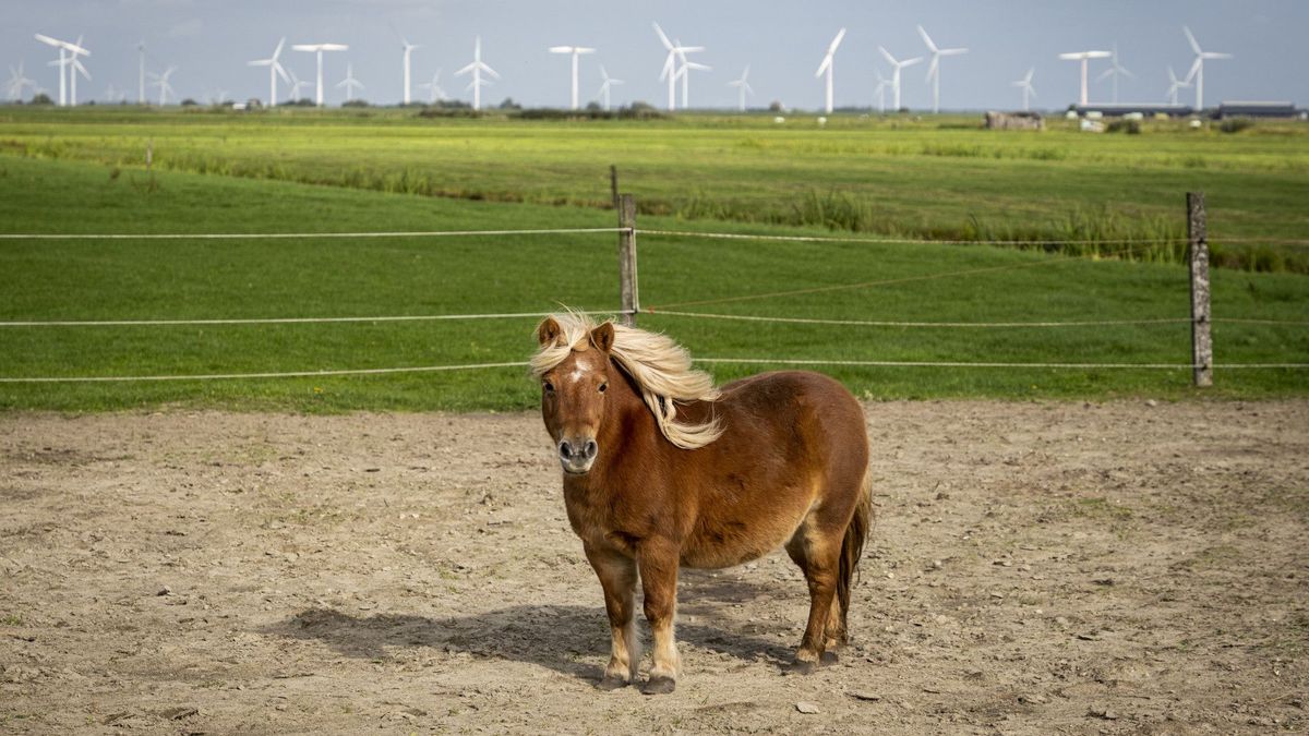 Pony seksueel mishandeld: 'Rare mensen op de wereld' - Omroep West