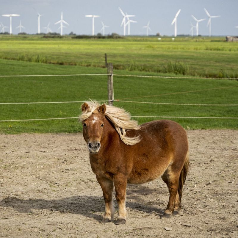 Pony seksueel mishandeld: 'Rare mensen op de wereld' - Omroep West