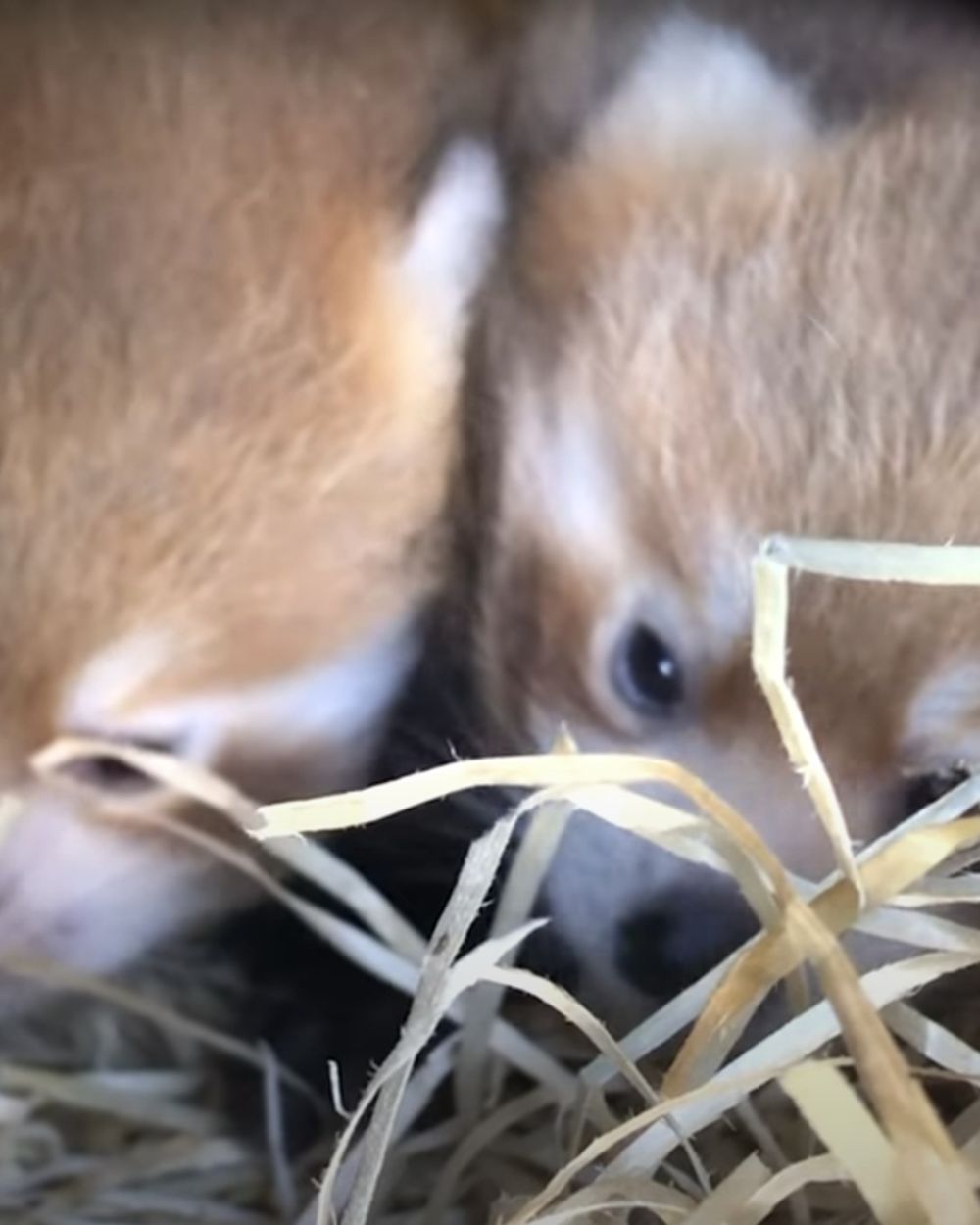 Wat een schatjes, kijk hier hoe de rode pandababy's al zijn gegroeid ...