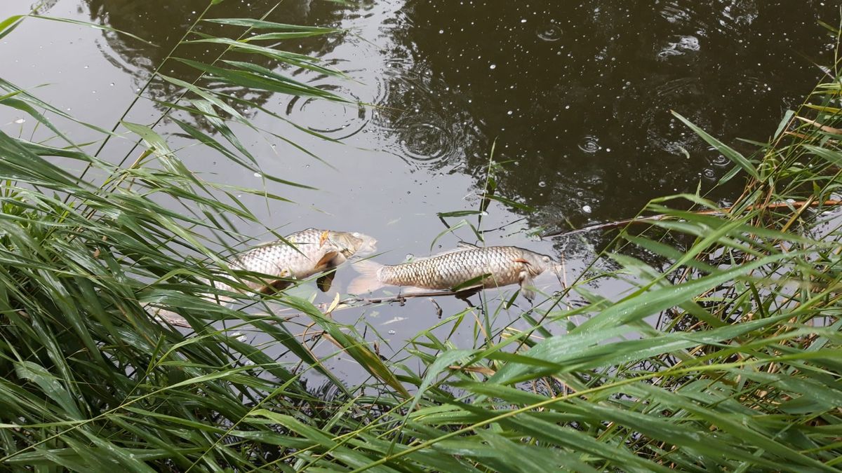 Koi herpes virus oorzaak dode vissen in Goes, negatief visadvies ...
