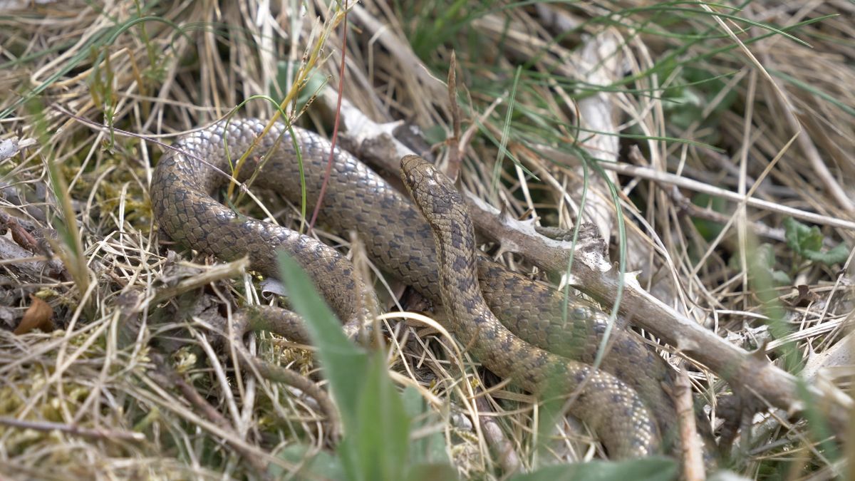 Wielewaal en gladde slang in Marks Minuutje - RTV Drenthe
