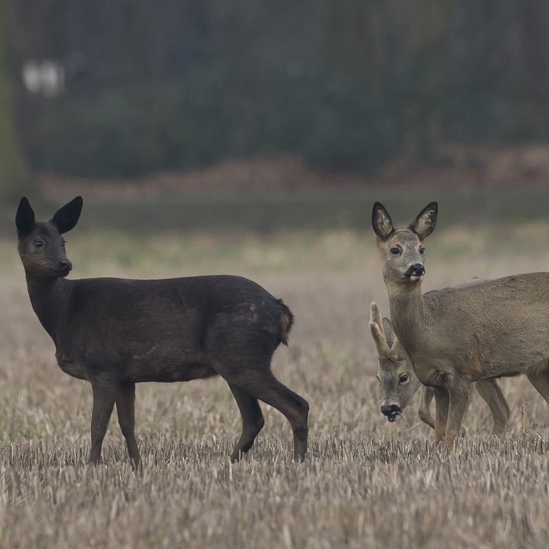 Zwarte ree gezien bij Sellingen - RTV Noord