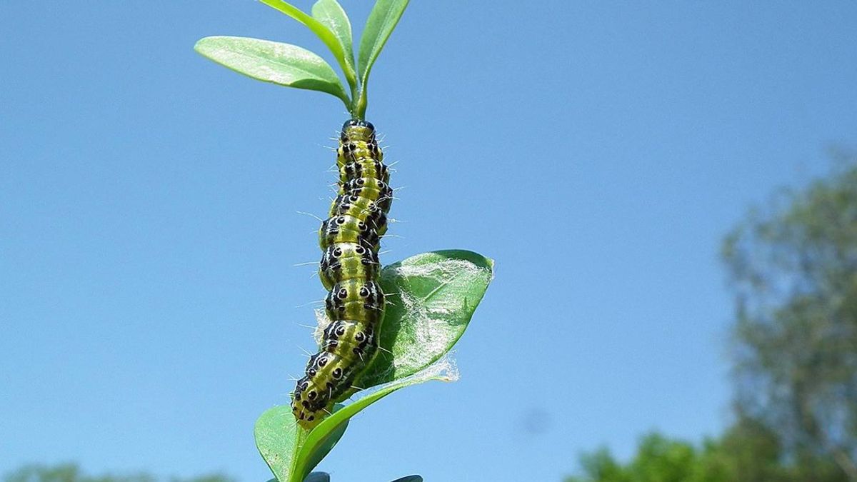 Dit kan je doen tegen de rups die je buxus verpest: 'Knip hem ...