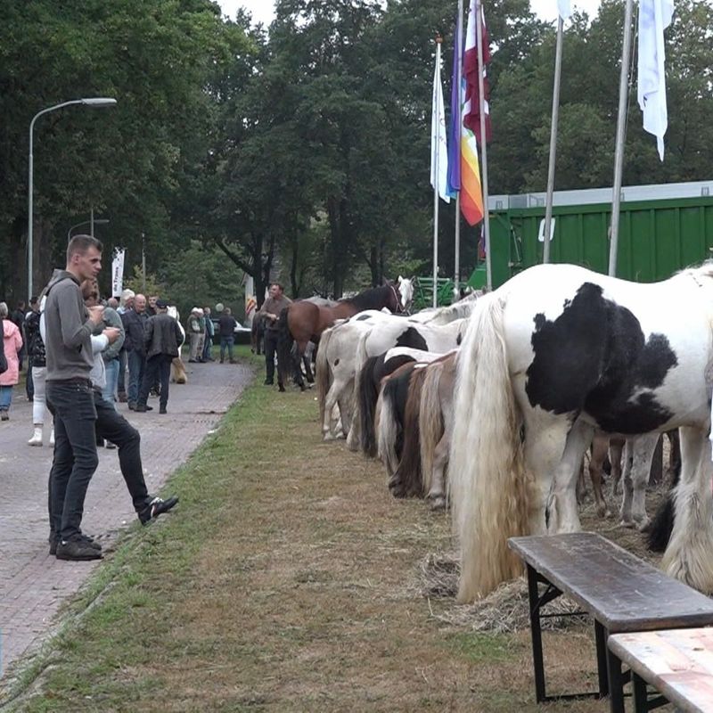 Paardenmarkt Rolde met 140 dieren: 'Het is een onzettend succes' - RTV ...