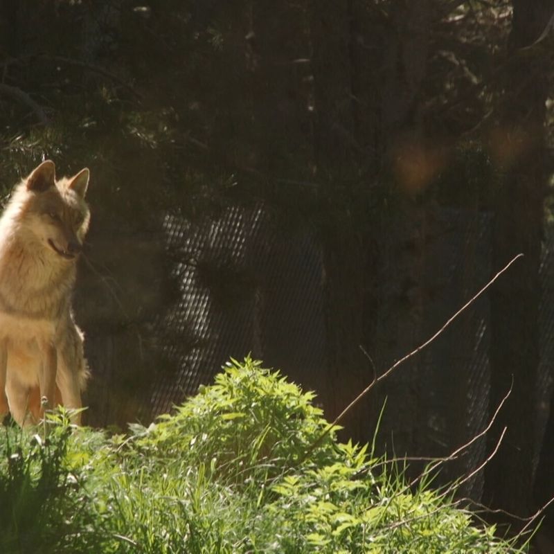 Fryslân wil internationaal leefgebied voor wolven - Omrop Fryslân