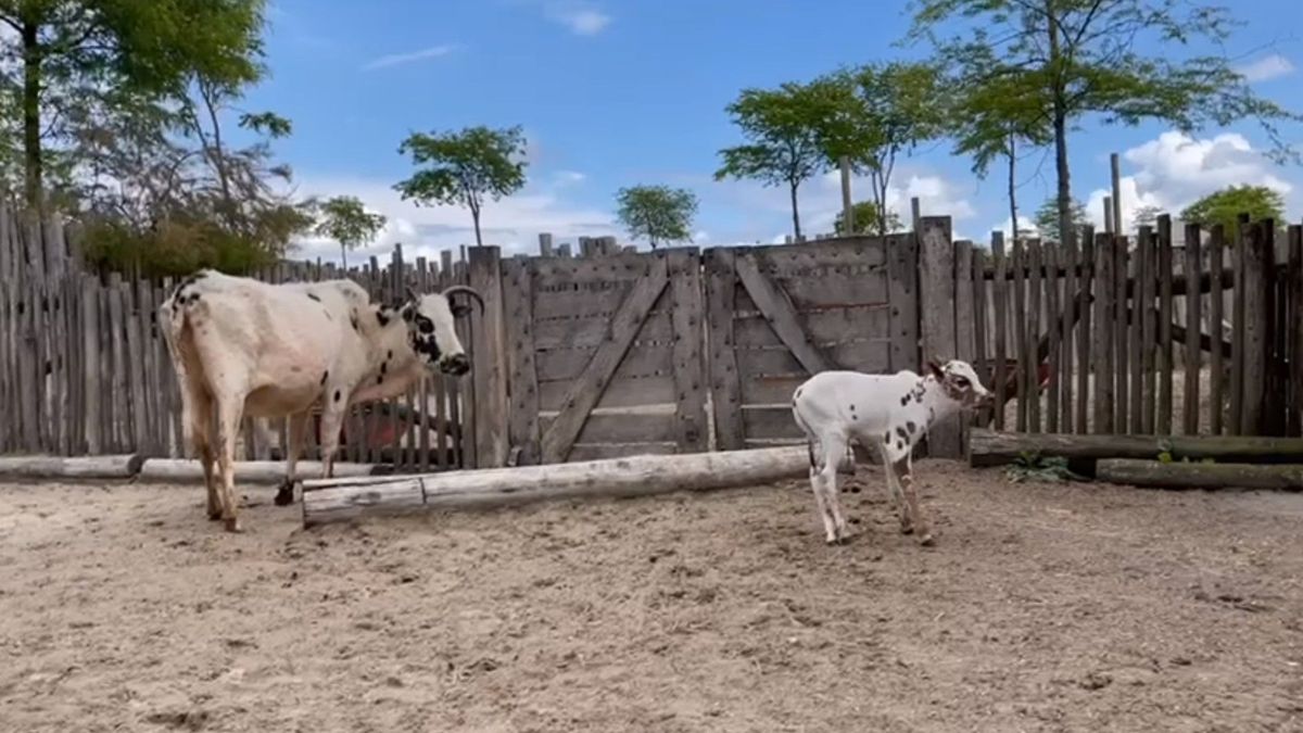 Opnieuw beschuit met muisjes: zeboe geboren in Wildlands - RTV Drenthe
