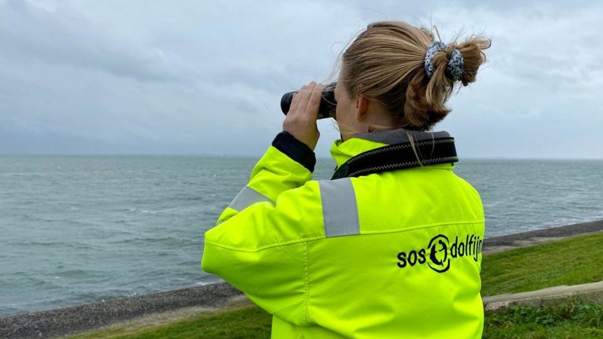 Rescueteam SOS Dolfijn zoekt naar tuimelaar in Oosterschelde - Omroep ...