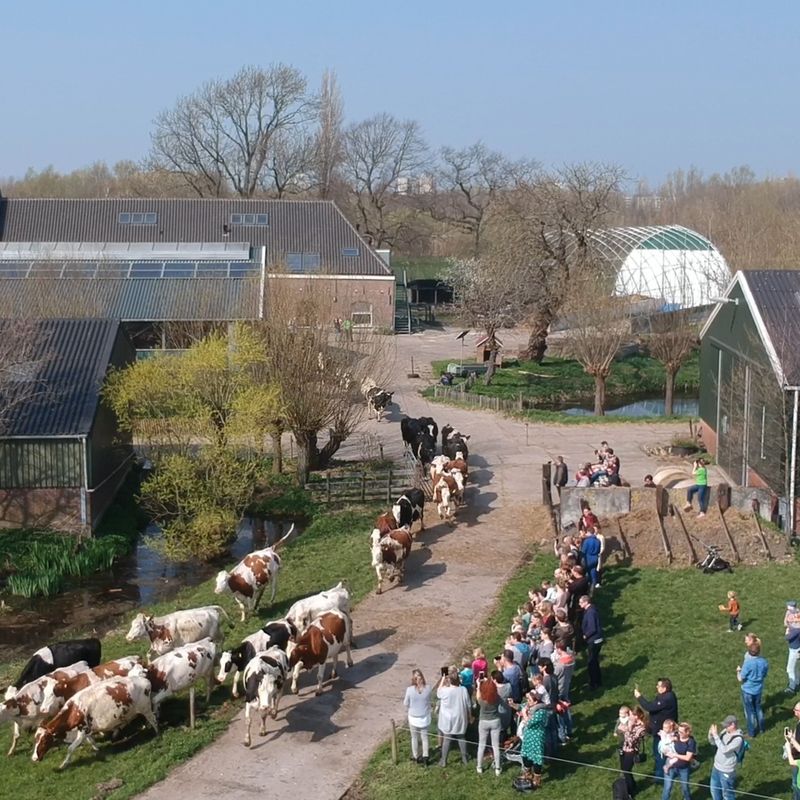De koeiendans: koeien van boer Bas zijn blij dat ze weer de wei in mogen - Rijnmond