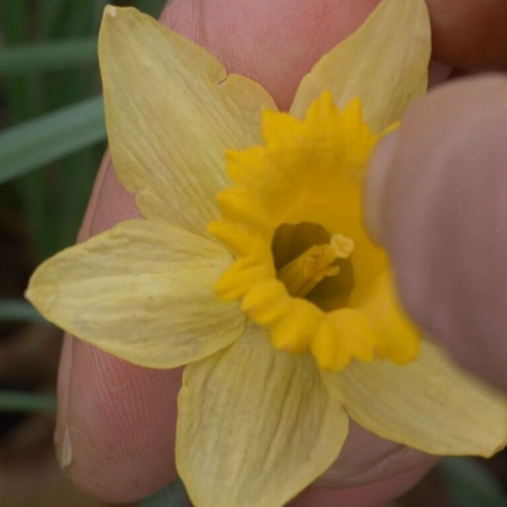 Wilde narcis krijgt menselijke hulp bij bestuiving - RTV Drenthe