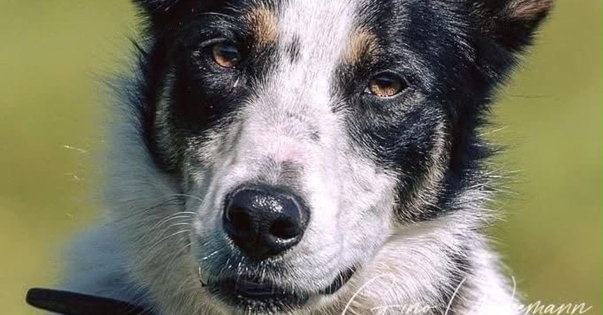 Bordercollie Sally uit Assen overlijdt tijdens NK - RTV Drenthe