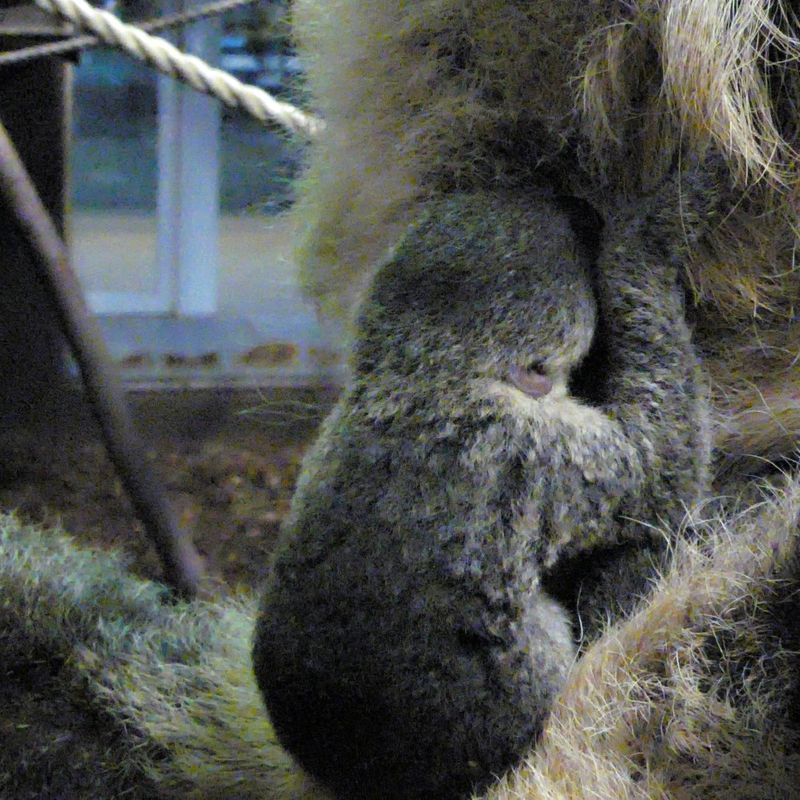 Onverwacht geboren luiaardjong in AquaZoo dood aangetroffen - Omrop Fryslân