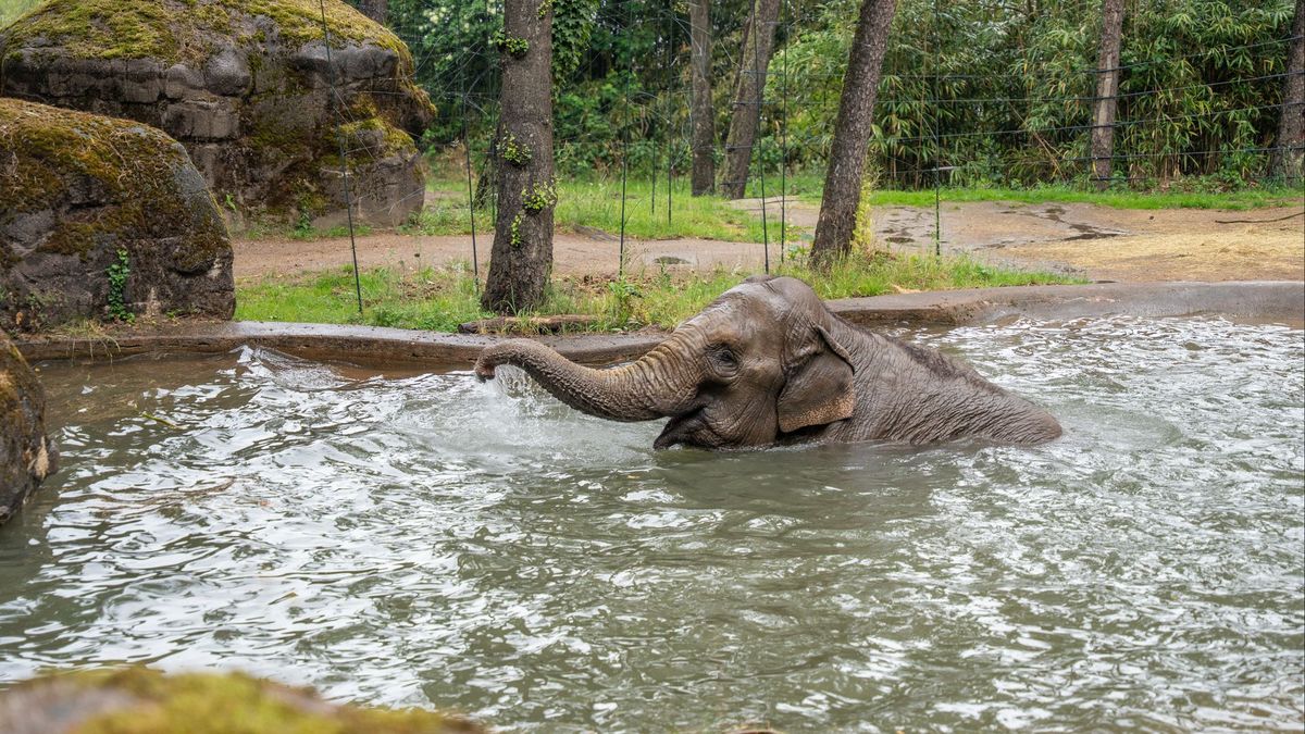 Burgers’ Zoo grijpt in door hittegolf: eerder open en extra maatregelen ...