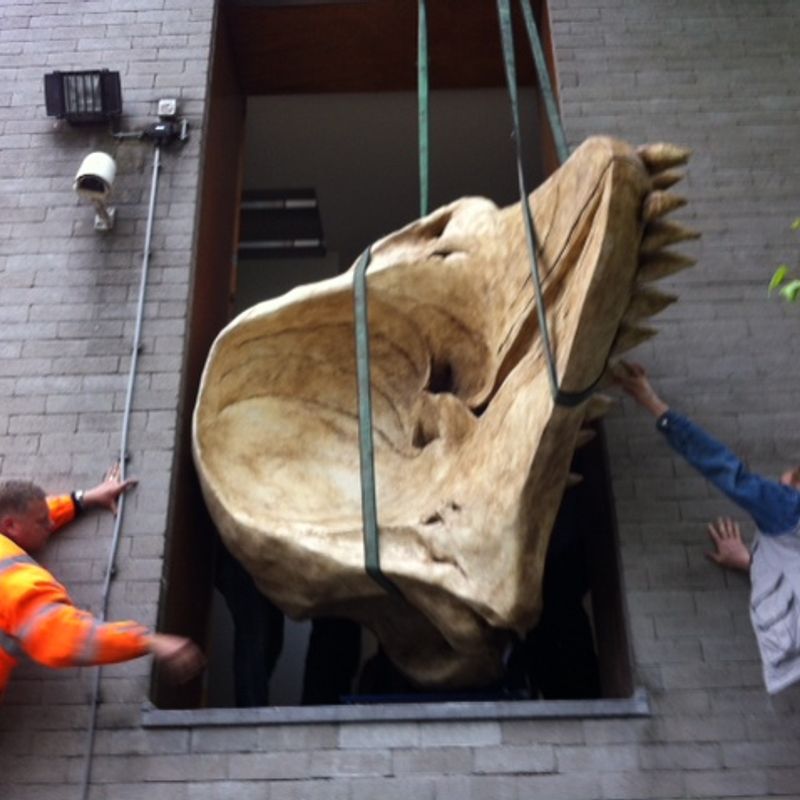 Grootste muil gearriveerd bij Natuurhistorisch Museum - Rijnmond