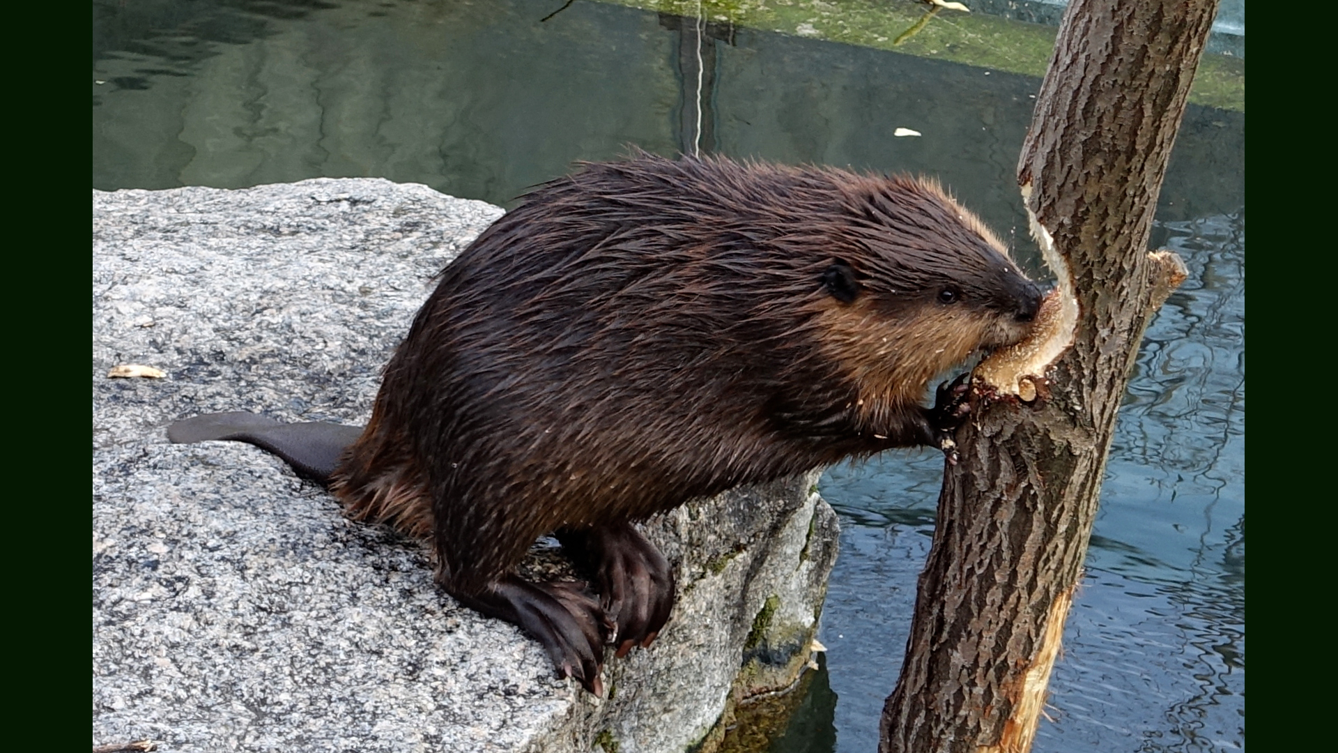 Eddy Zoëy zoekt beverbitterballen in Amerongen - RTV Utrecht