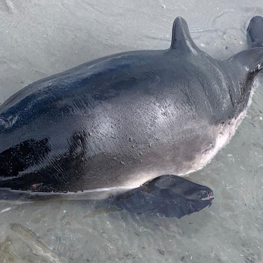 Bruinvis in de Waddenzee verdronken bij het plaatsen van zendertjes ...