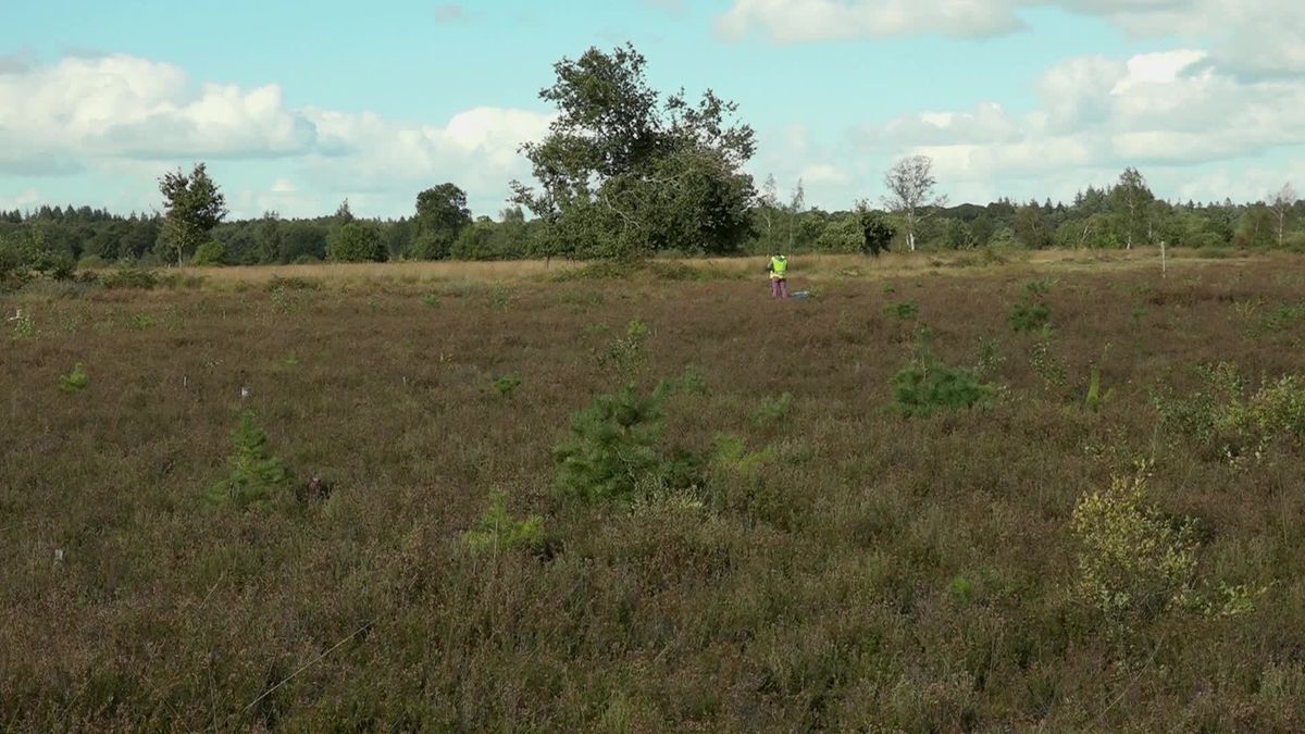 Onderzoek naar beestjes in de bodem van het Dwingelderveld - RTV Drenthe