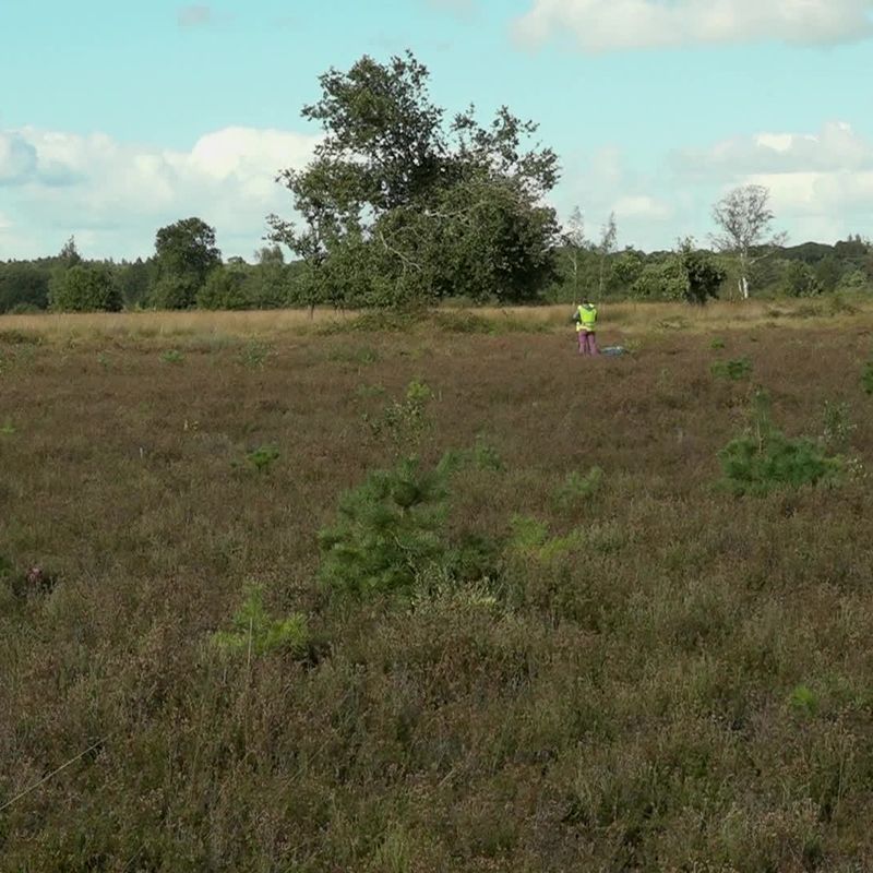 Onderzoek naar beestjes in de bodem van het Dwingelderveld - RTV Drenthe