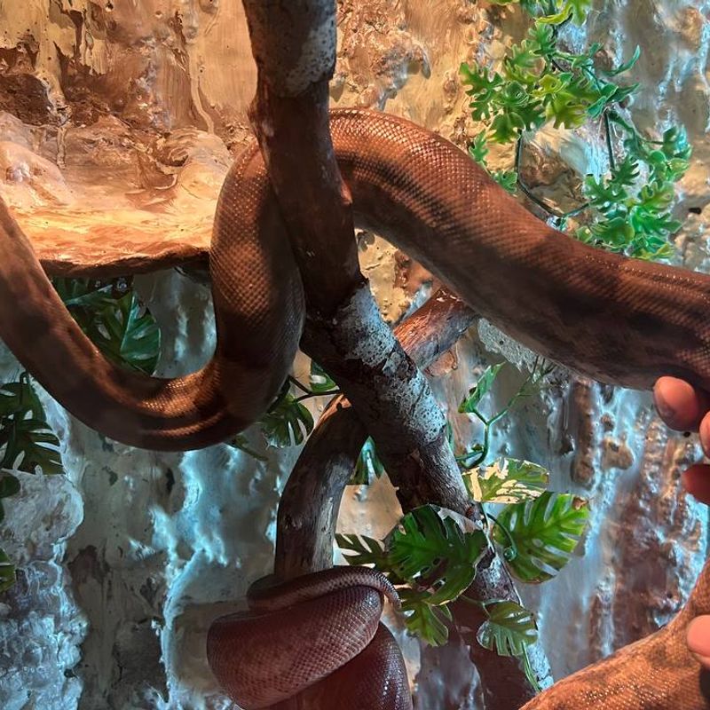 Unieke marktplaatsvondst: Auke vindt een boa constrictor van bijna twee meter in een 'leeg ...