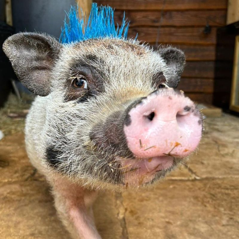 Roy heeft een minivarken met een hanenkam en neemt haar overal mee naar ...