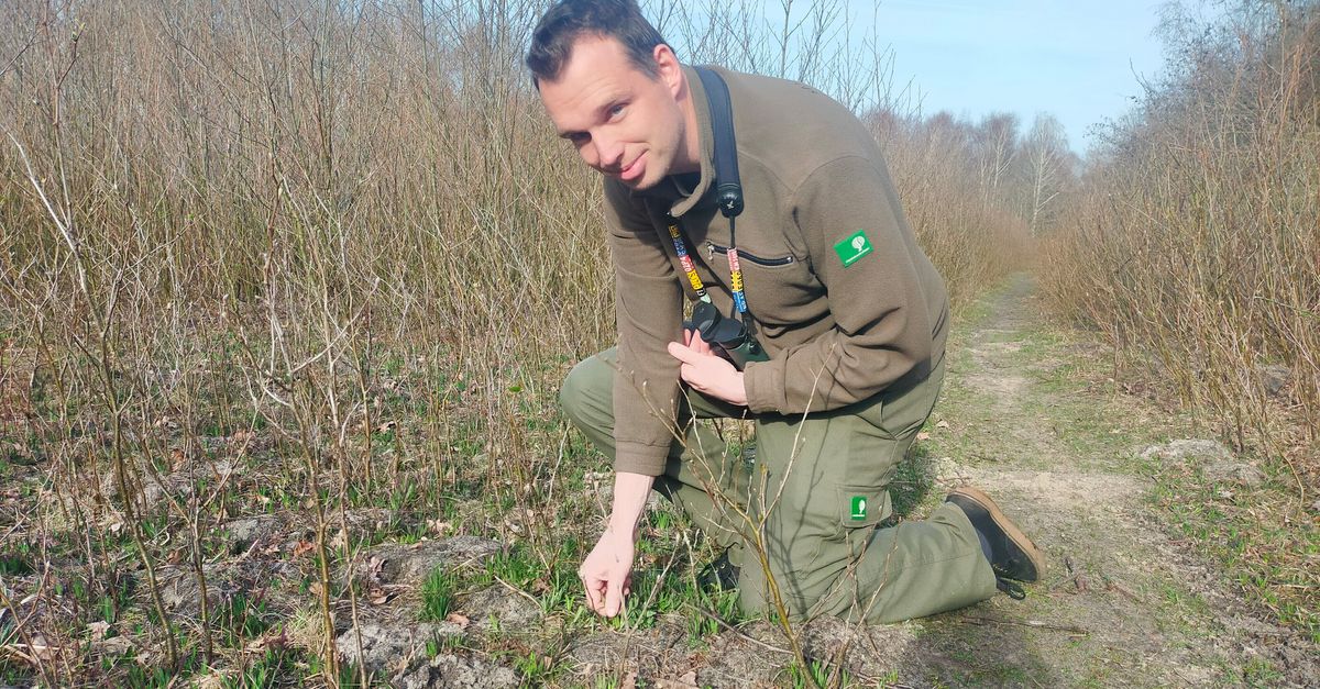 Gele bieslelie bestrijden met schaduw: 'We creëren een bos op de ...