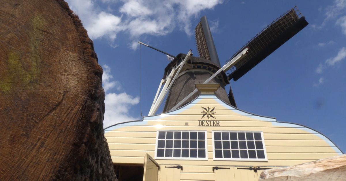 Molen de Ster blaast 25 kaarsjes uit: 'Oase van rust in versteende wijk ...