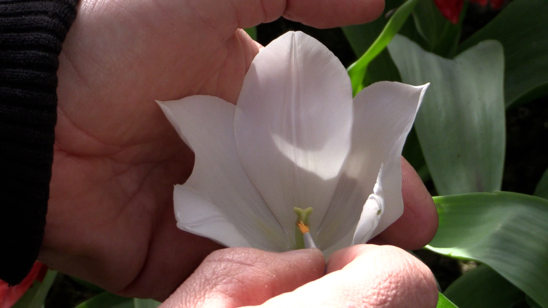 Made in Grunn: De tulp van de toekomst in Kloosterburen - RTV Noord