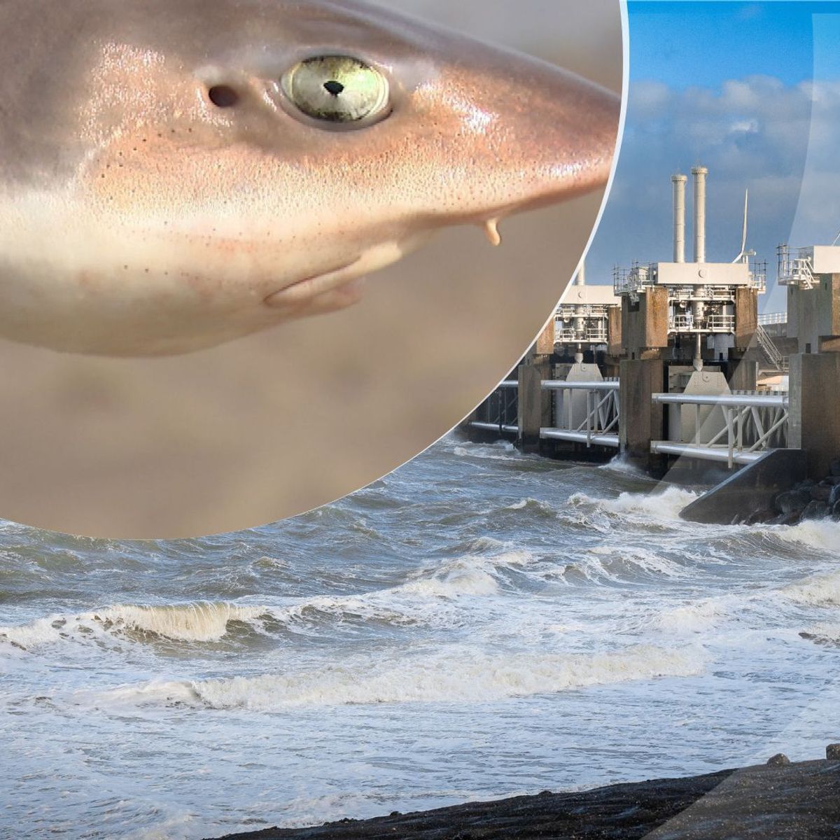 Moet ik bang zijn voor de haai in Zeeuwse wateren? Zeven vragen over ...