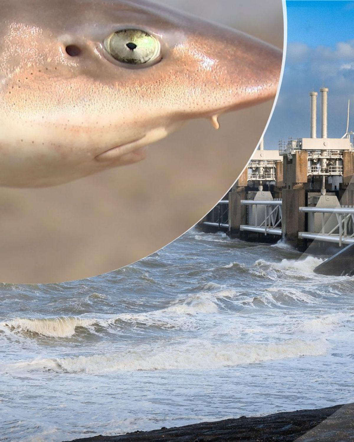 Moet ik bang zijn voor de haai in Zeeuwse wateren? Zeven vragen over ...