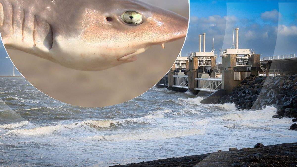 Moet ik bang zijn voor de haai in Zeeuwse wateren? Zeven vragen over ...