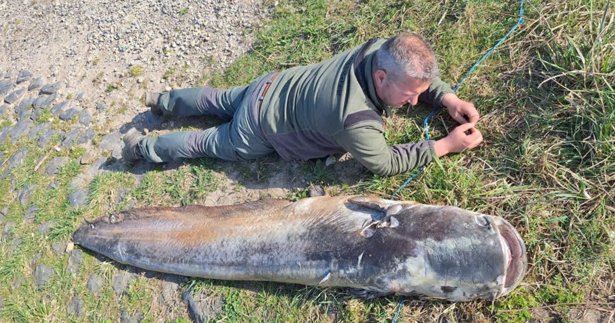Reusachtige meerval ontdekt in de Biesbosch: 'Langer dan de boswachter ...