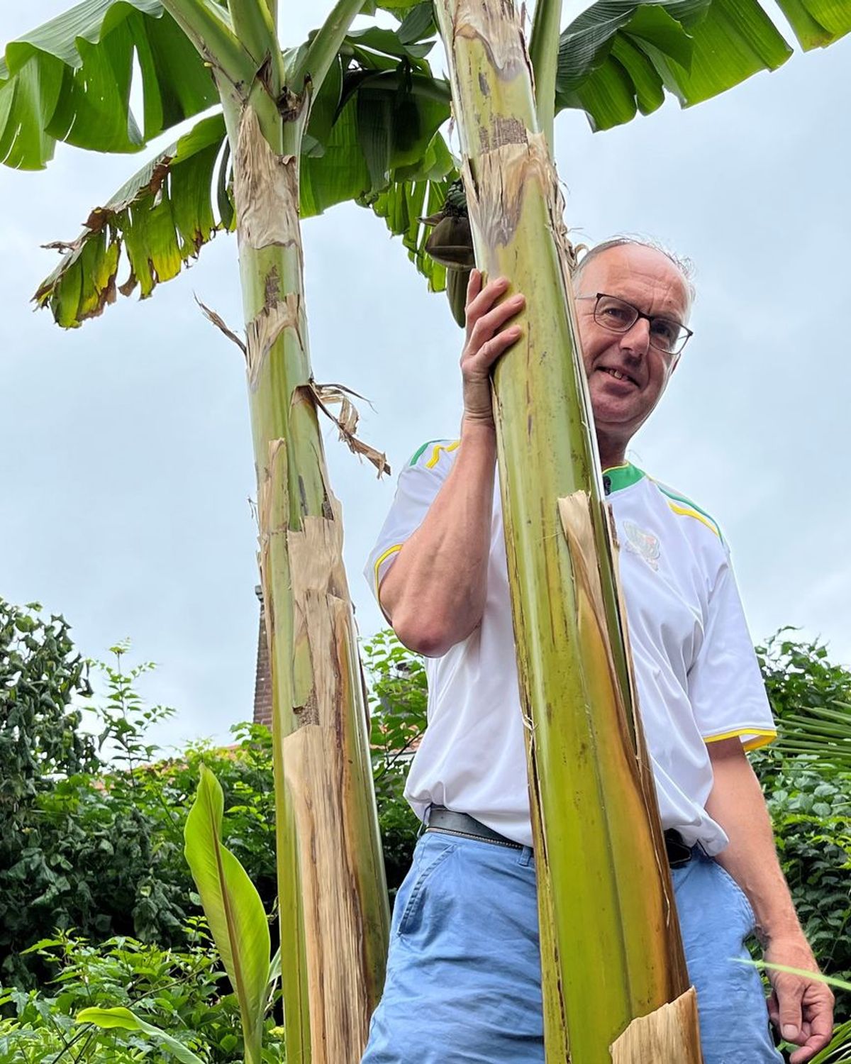 Bananen groeien 'gewoon' bij Toon uit Delden in de tuin: "Echte ...