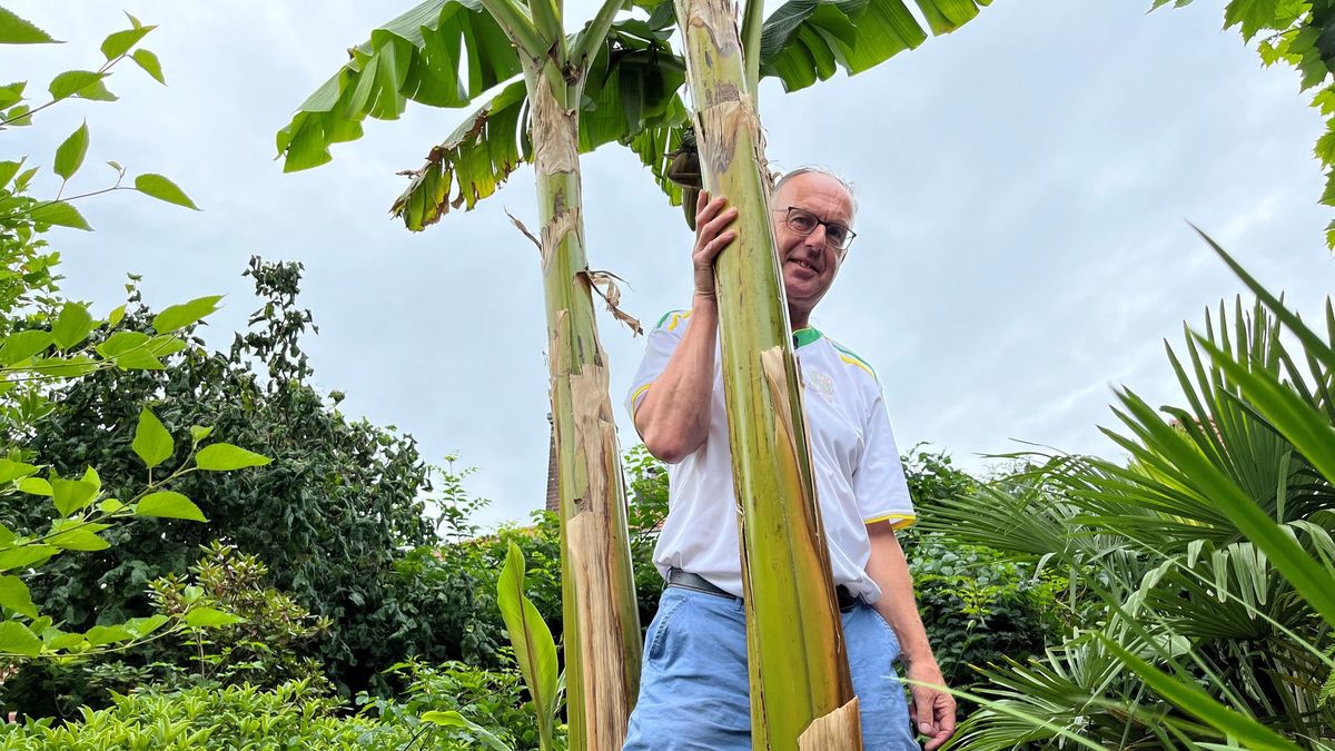Bananen groeien 'gewoon' bij Toon uit Delden in de tuin: "Echte ...