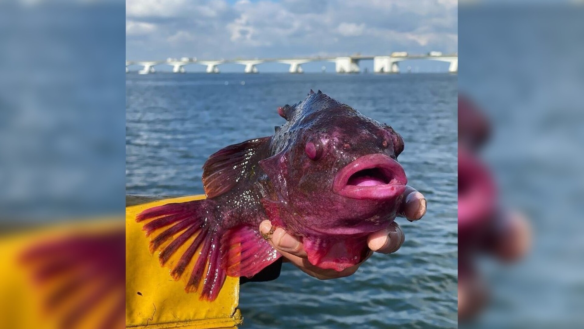 Van snotolf tot dodemansduim: bijzondere wezens uit de Oosterschelde ...