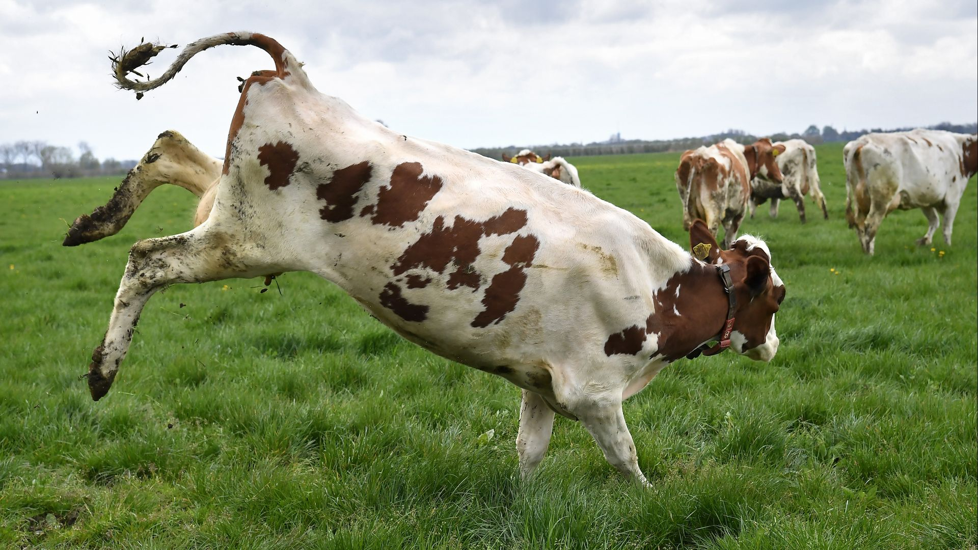 TERUGKIJKEN | Koeien dansen in de wei - Omroep Gelderland