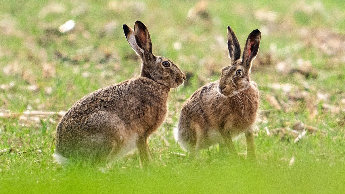Onderzoek volgt hoe de hazen lopen: blijven ze of gaan ze terug? - RTV ...