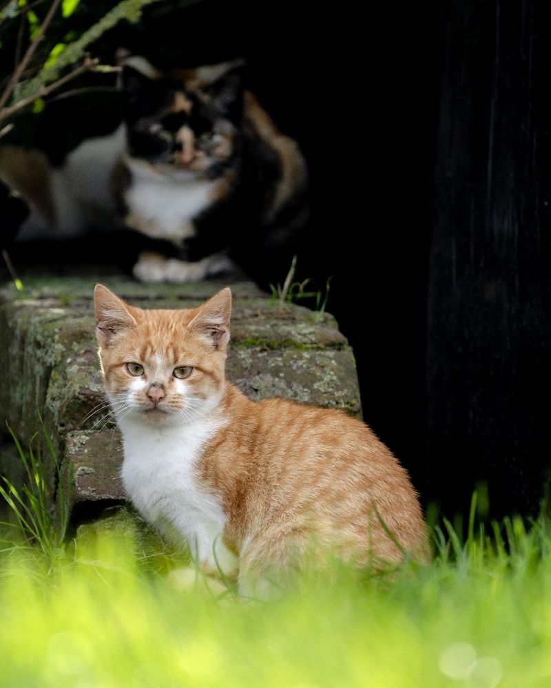 Schiermonnikoog gaat opnieuw zwerfkatten vangen: 'Veel gerichter dan ...