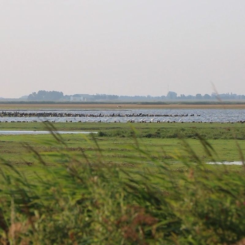 Tien miljoen euro voor aanpak waterkwaliteit Lauwersmeer - RTV Noord