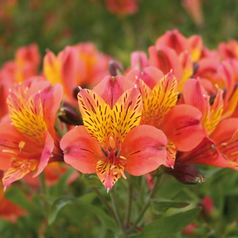 Hoe verzorg ik Alstroemeria Mars en Salvia Microphylla hot lips? - L1