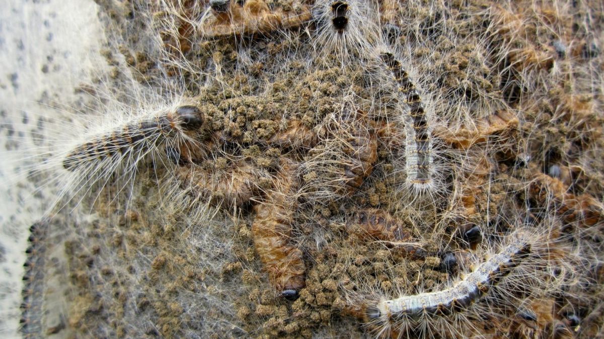 'Eind deze maand overlast van eikenprocessierupsen' - RTV Drenthe