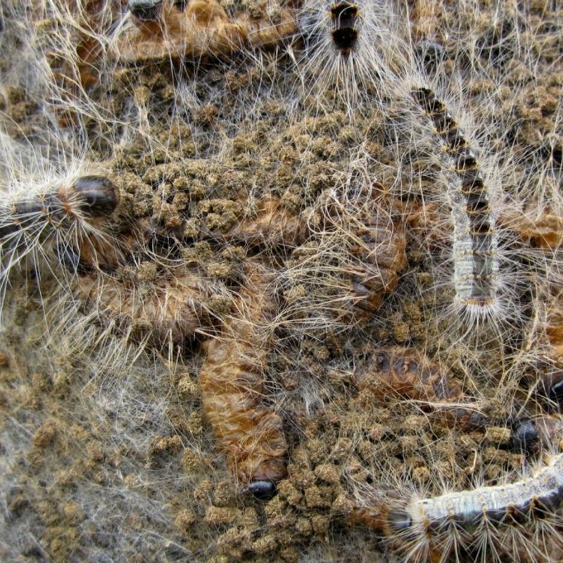 'Eind deze maand overlast van eikenprocessierupsen' - RTV Drenthe