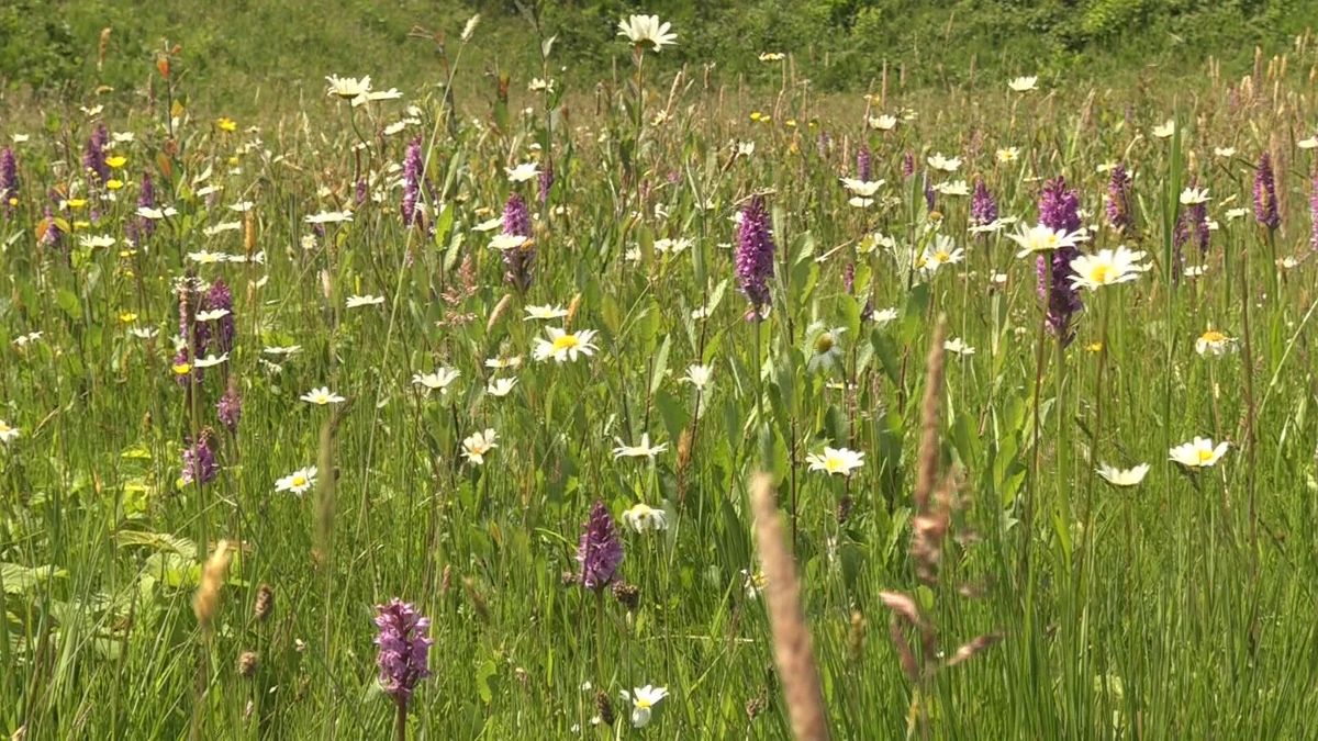 Alles uit de kast voor heischraal grasland op het Holtingerveld - RTV ...