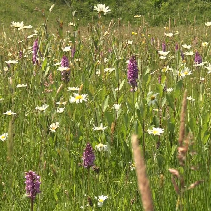 Alles uit de kast voor heischraal grasland op het Holtingerveld - RTV ...