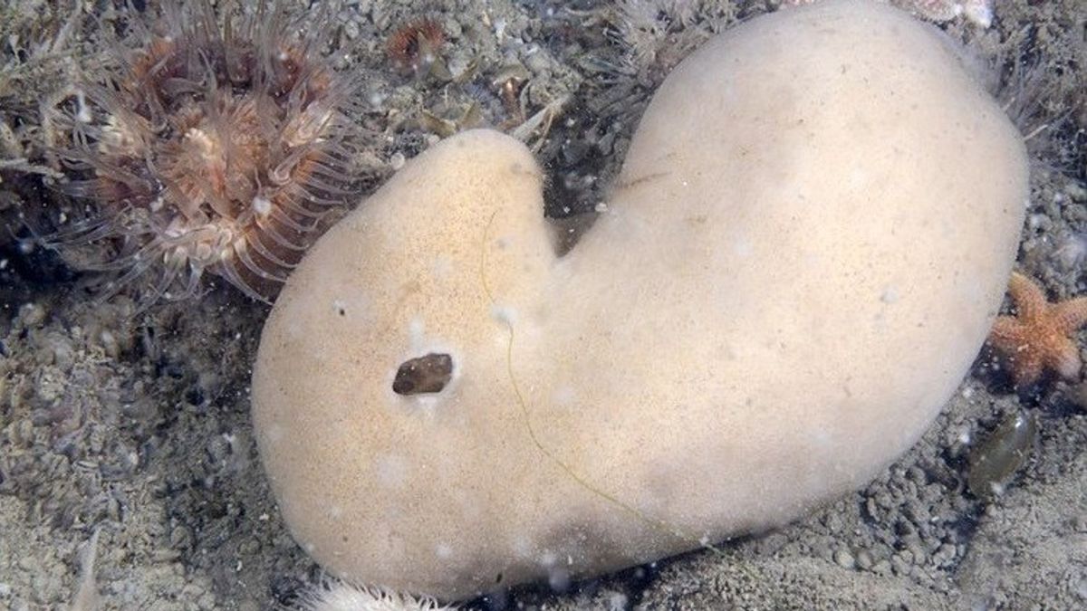 Opvallende vondst in de Oosterschelde: de vijgspons - Omroep Zeeland
