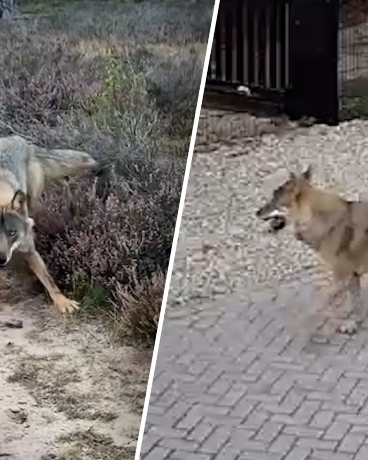 Kenner over wolf bij ijssalon: 'Geef deze wolf de ruimte' - Omroep ...