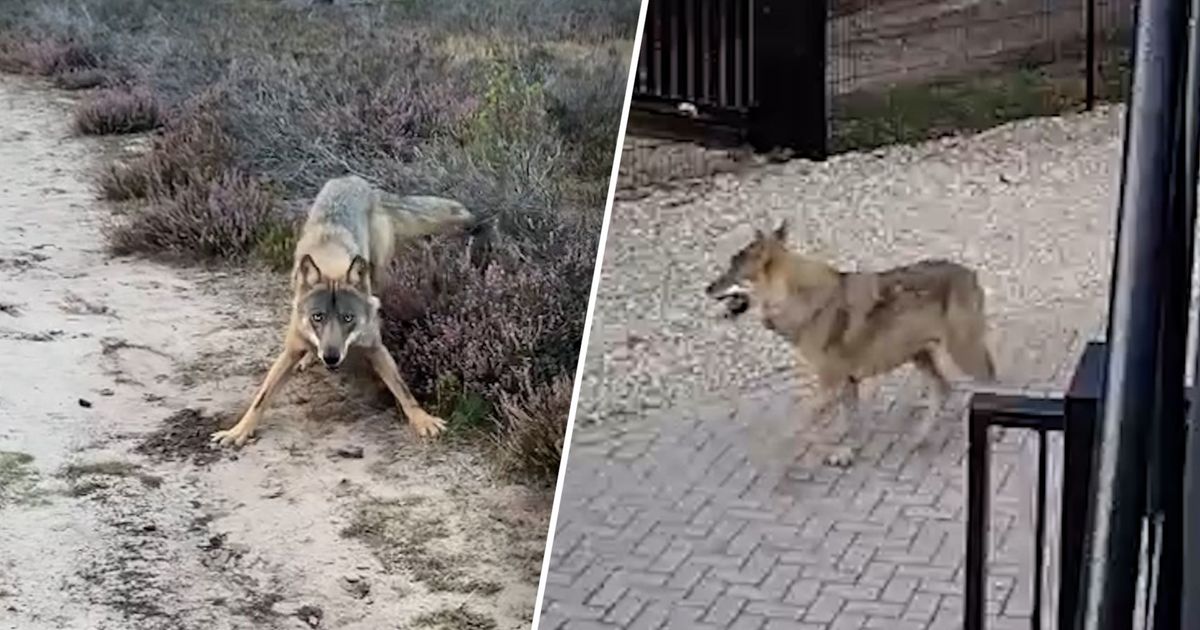 Kenner over wolf bij ijssalon: 'Geef deze wolf de ruimte' - Omroep ...