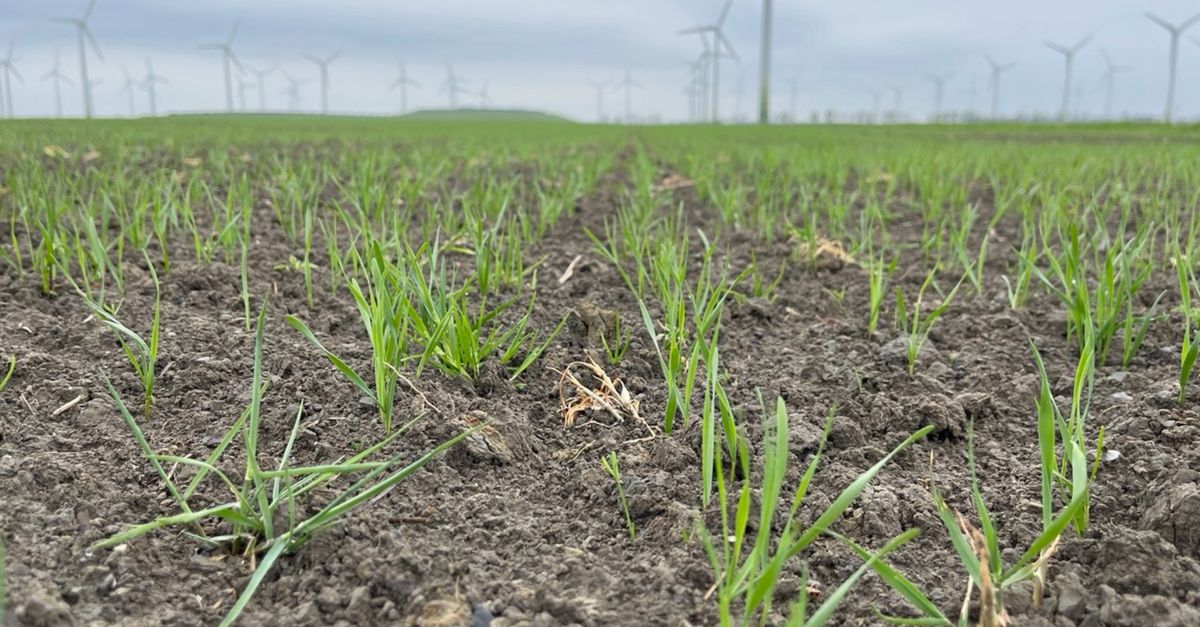 Onwenselijk slib verandert in vruchtbare kleilaag: 'We hebben ...