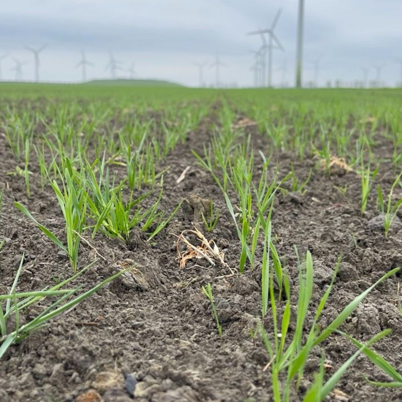 Onwenselijk slib verandert in vruchtbare kleilaag: 'We hebben ...