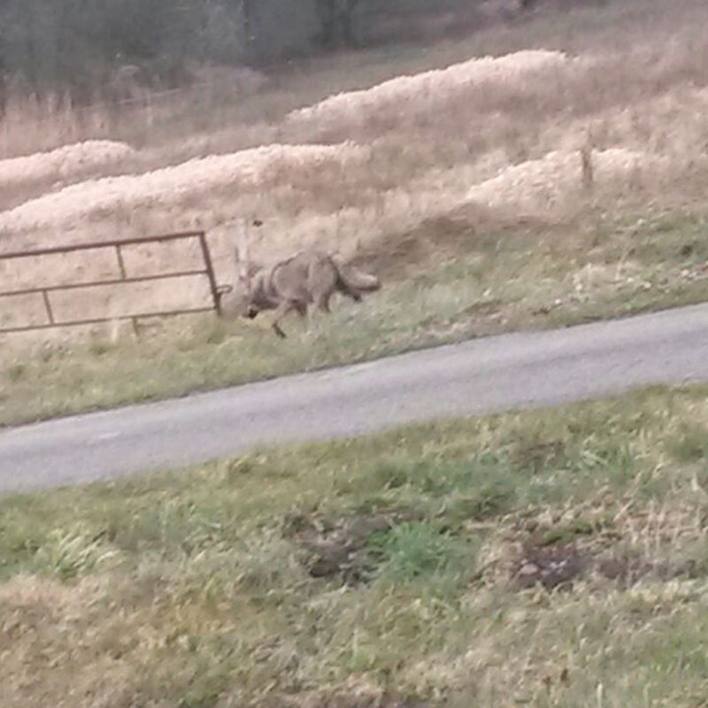 Drentse wolf krijgt plekje in natuurmuseum - RTV Drenthe
